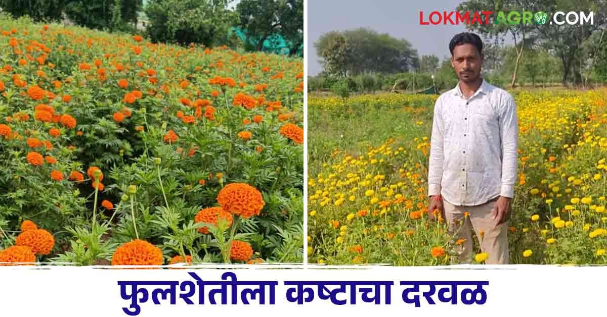 Zendu Farming : फुलशेतीने संसार सावरला, हार विक्रीतून महिन्यात 'इतके ...