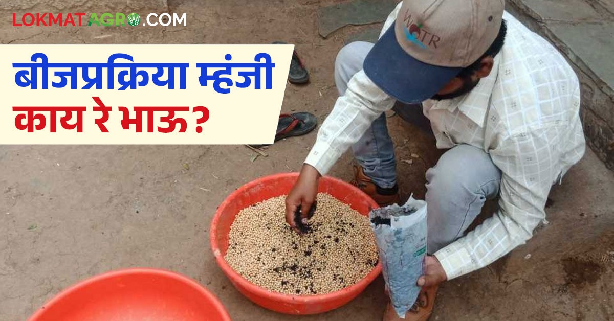 Bij Prakriya : शेतकरी दादा! पेरणीच्या आधी बियाण्यांवर 'हा' प्रयोग कराच ...