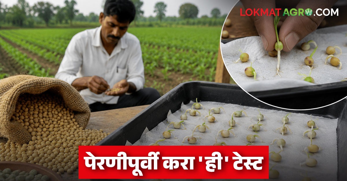 latest news Seed Germination Test: Don't be fooled by shiny seeds; do ...