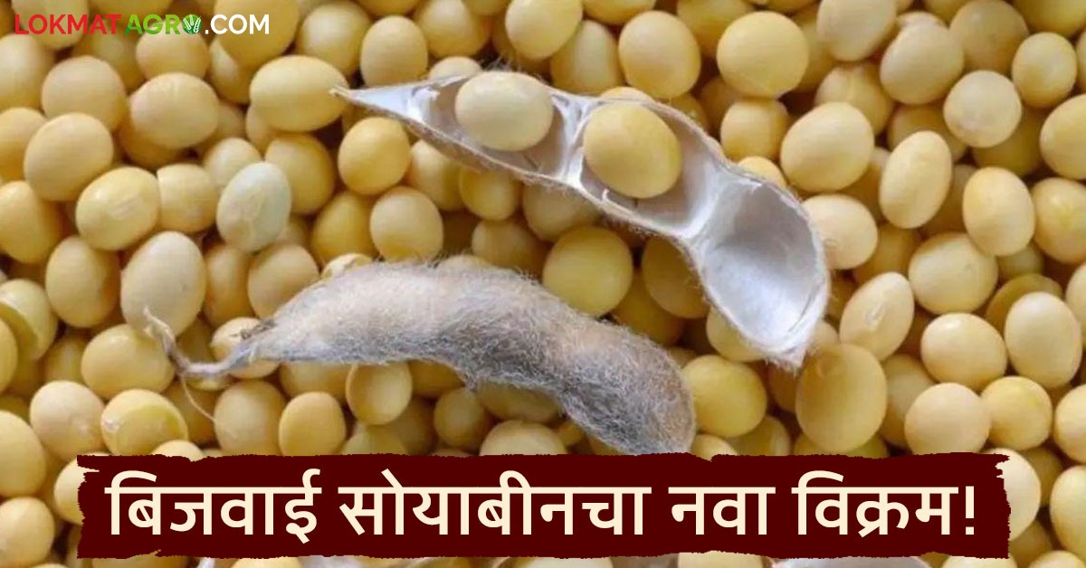 latest news Soybean Market Update: Soybean prices hit record high ...