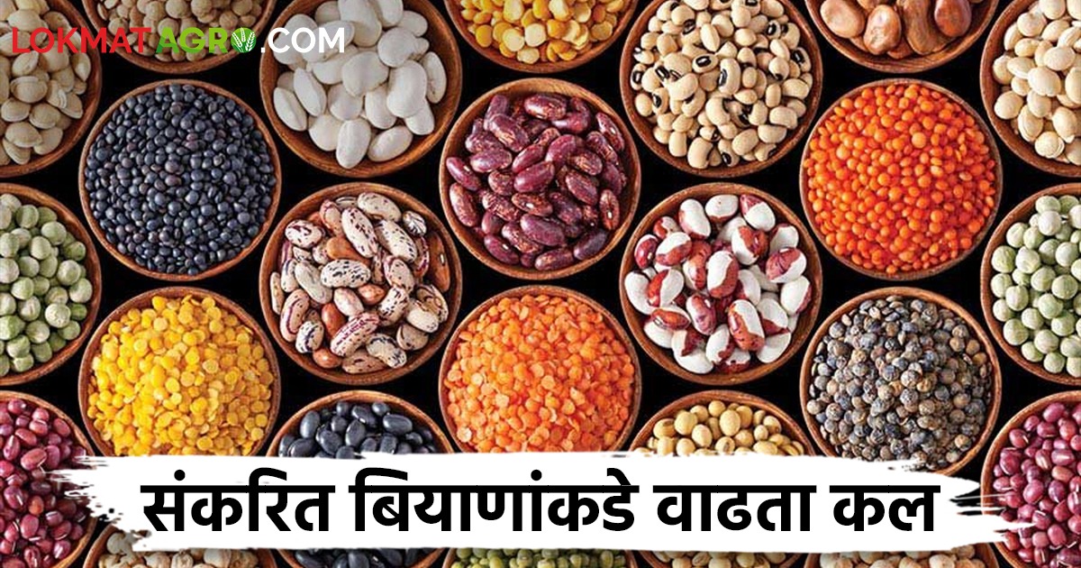 पारंपारिक बियाणांपेक्षा संकरित बियाणांकडे वाढता कल, शेतकरी काय म्हणतात ...