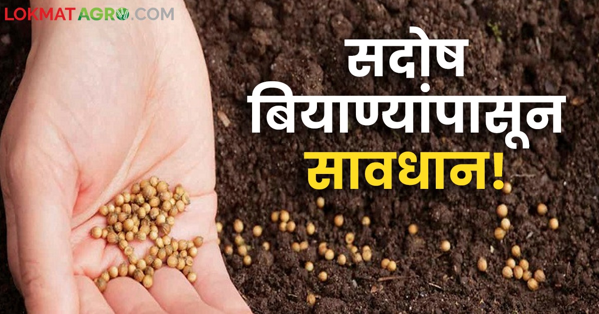 latest news Seed Germination: Damage caused by defective seeds? Farmers ...
