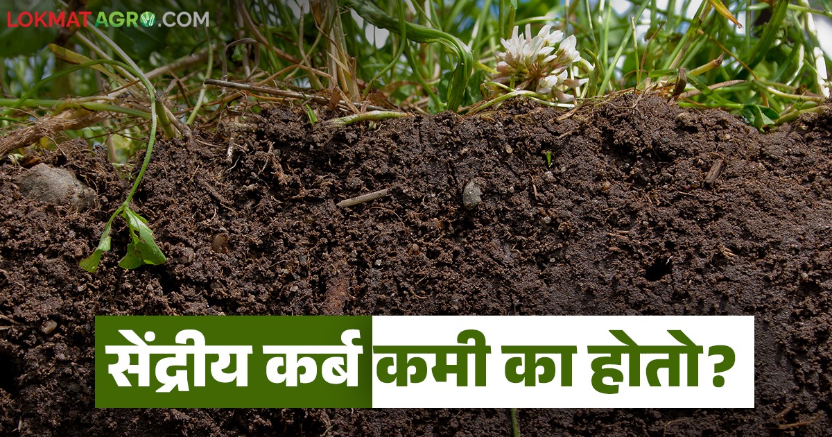 Sendriya Carbon : मातीतील सेंद्रिय कर्ब कशामुळे कमी होतो? व तो कसा ...