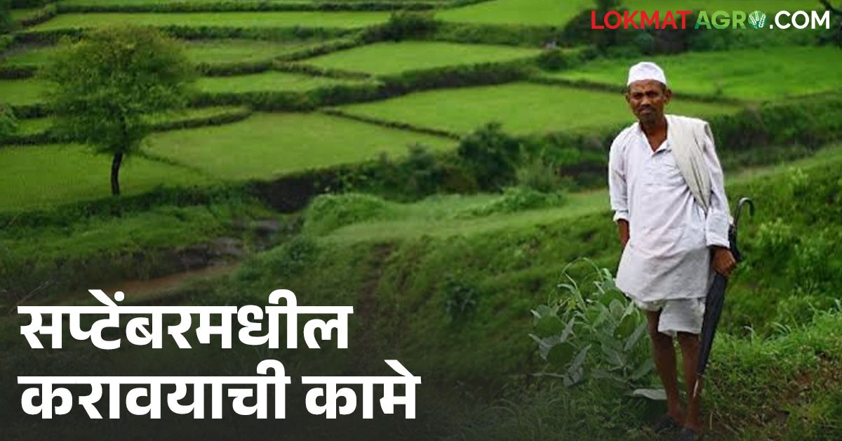 संत्रा पीक नियोजनाचे बहार अनुरूप सप्टेंबरमधील वेळापत्रक, वाचा सविस्तर ...