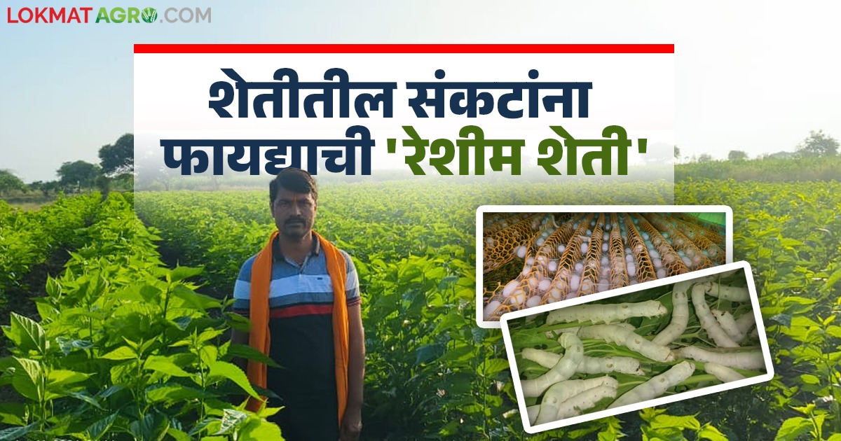 Sericulture Success Story : मराठवाड्यातील गावे होताहेत रेशीमग्राम ...