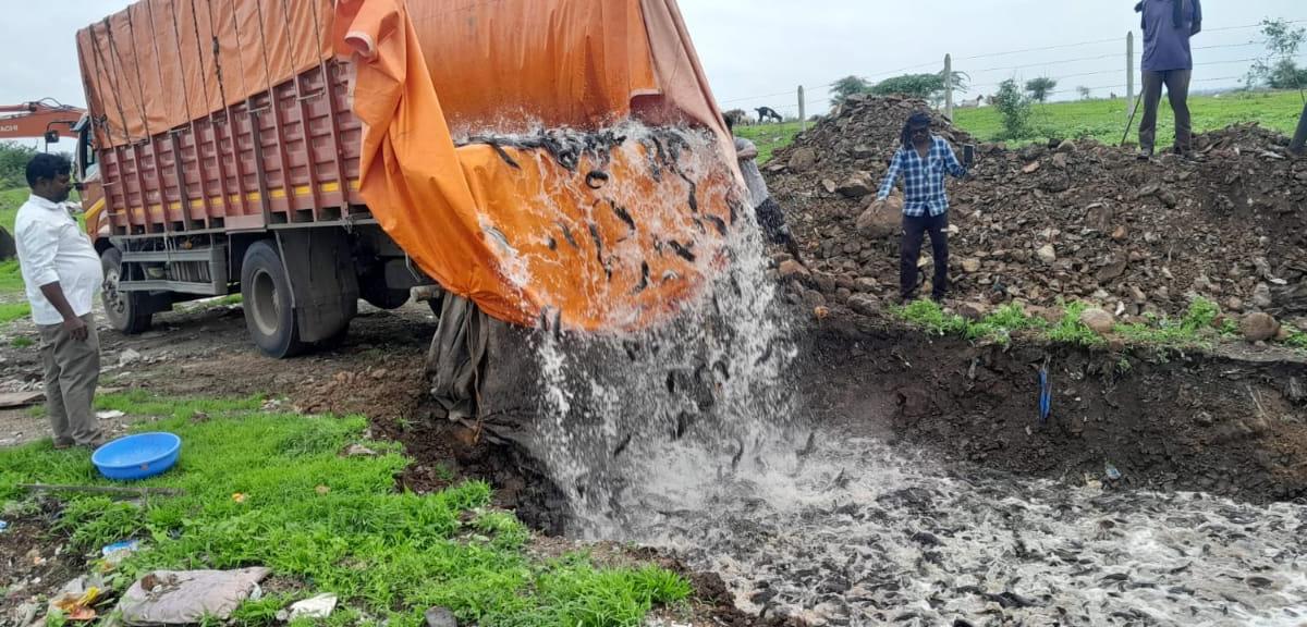 प्रतिबंधीत मांगूर मासळीचा ट्रक पकडला Buldhana Marathi News | mangur ...