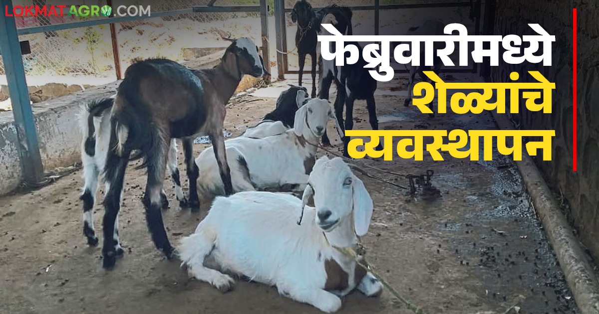Goat Farming Tips : सकाळची थंडी, दुपारचे कडक ऊन, फेब्रुवारीमध्ये ...