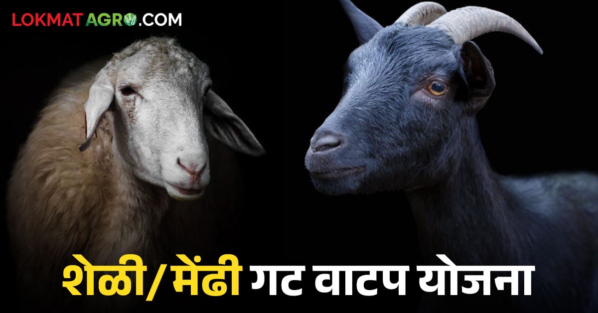 शेळ्या व मेंढ्या खरेदी योजनेसाठी ऑनलाईन अर्ज प्रक्रिया सुरु; जाणून घ्या ...