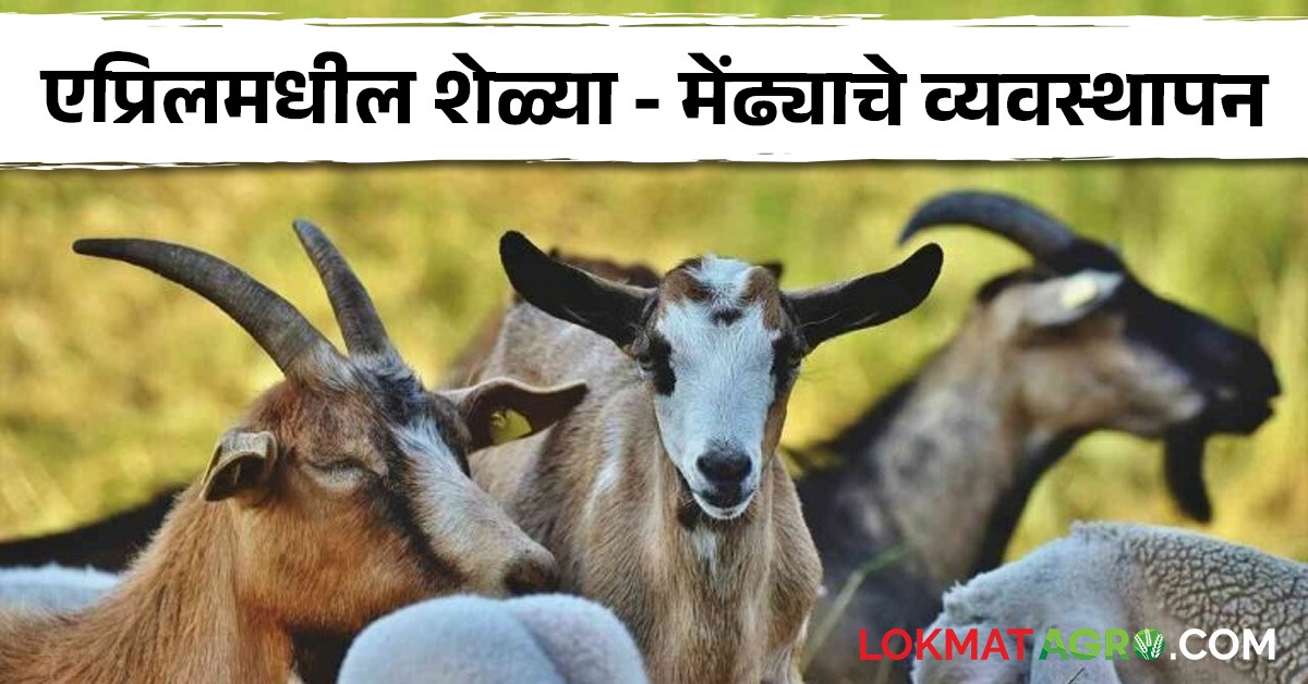 Sheli Palan Tips : शेळ्या-मेंढ्याचा आहार ते लसीकरण, असे करा व्यवस्थापन ...