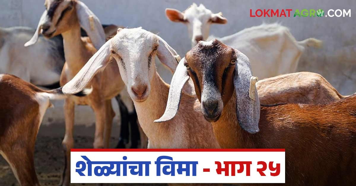 Sheli Vima : शेळ्यांचा विमा कुठे आणि कसा काढावा? जाणून घ्या सविस्तर ...