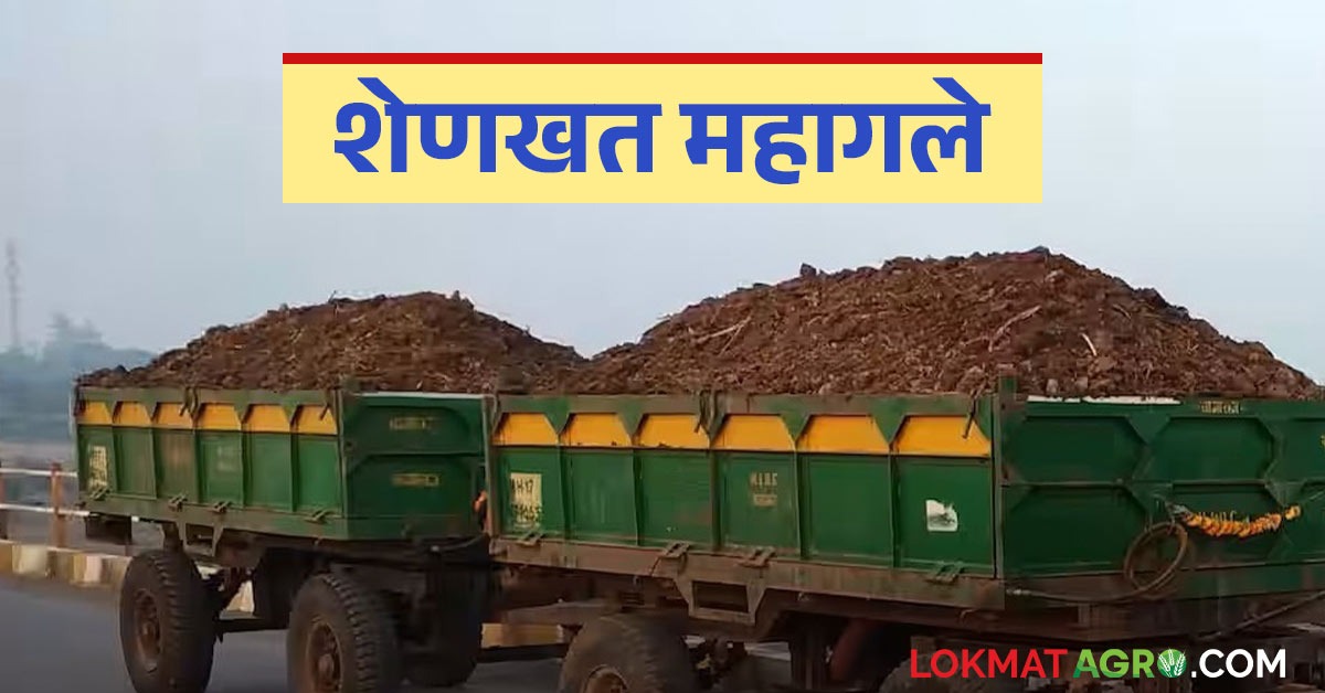 शेणखत व लेंडी खताच्या दरात वाढ; एका ट्रॉलीला कसा मिळतोय दर? | Increase ...