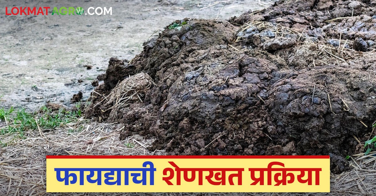 शेणखत वापरण्यापूर्वी यंदा करा 'ही' प्रक्रिया; उत्पादन वाढून मातीची ...
