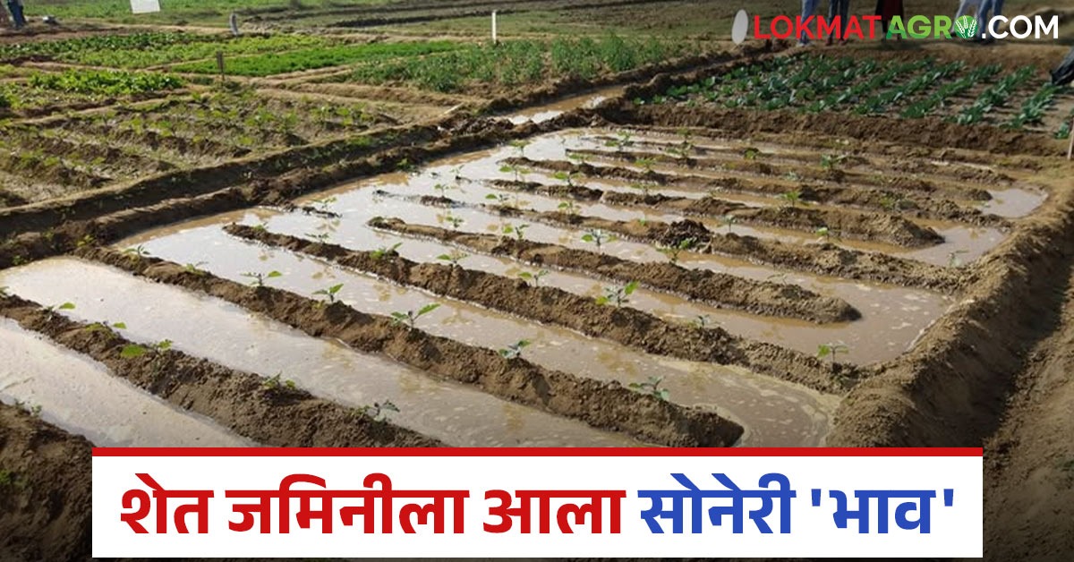 latest news Shet Jamin prices have increased in last 42 years