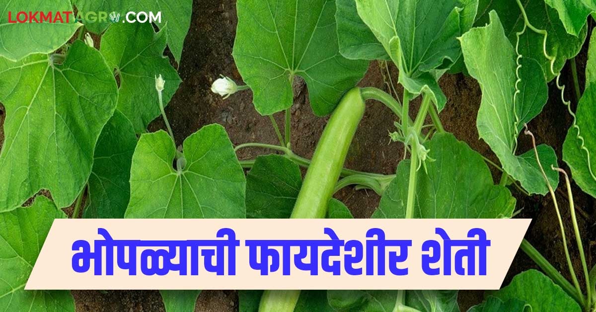 Bhopla Sheti : भोपळ्याच्या 'या' वाणाची फायदेशीर शेती करा, इथून मिळवा ...