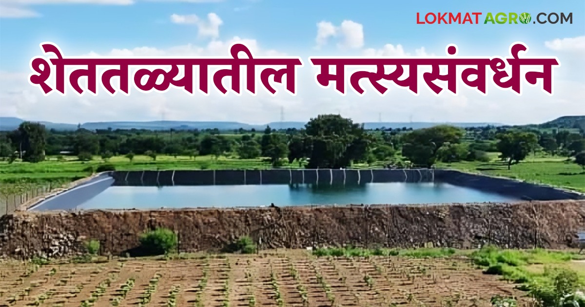 Shettale Fish Farming : शेततळ्यात मत्स्यपालन सुरु करायचंय? अशी करा ...