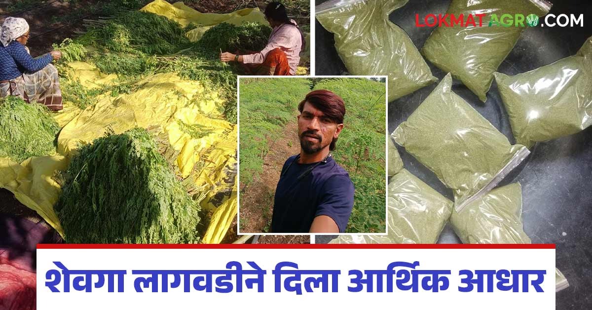 Moringa Leaves Powder change farmers life. read the story in details