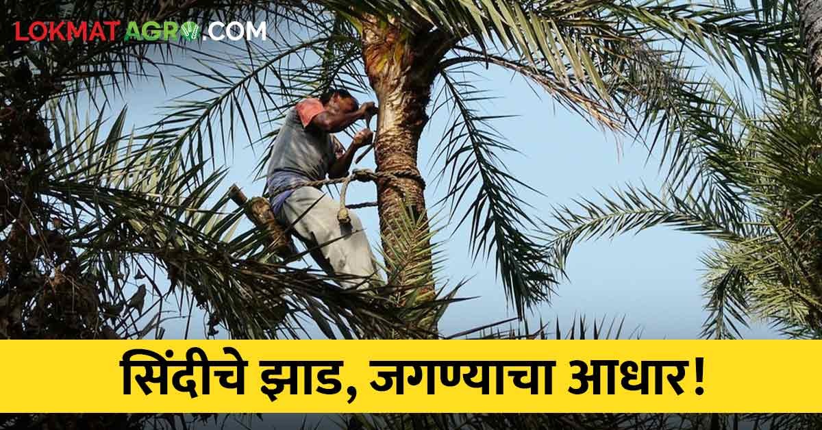 Shindi Palm Tree : सिंदीचे झाडं कसं बनले कुटूंबाच्या उदरनिर्वाहाचे साधन ...