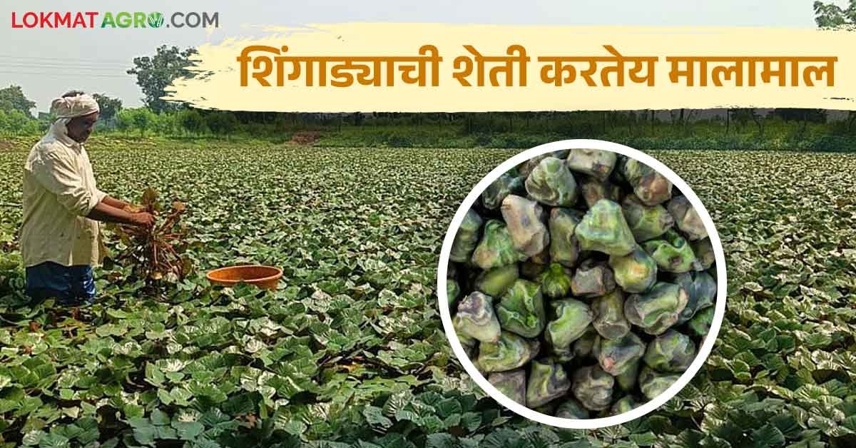 Shingada Farming : आरोग्यदायी शिंगाड्याची शेती पूर्व विदर्भातील ...