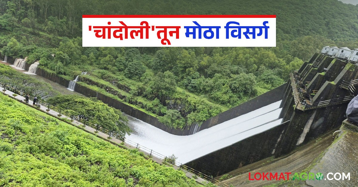Chandoli Dam : चांदोली धरणातून पाण्याचा विसर्ग वाढवला; धरणात किती टक्के ...