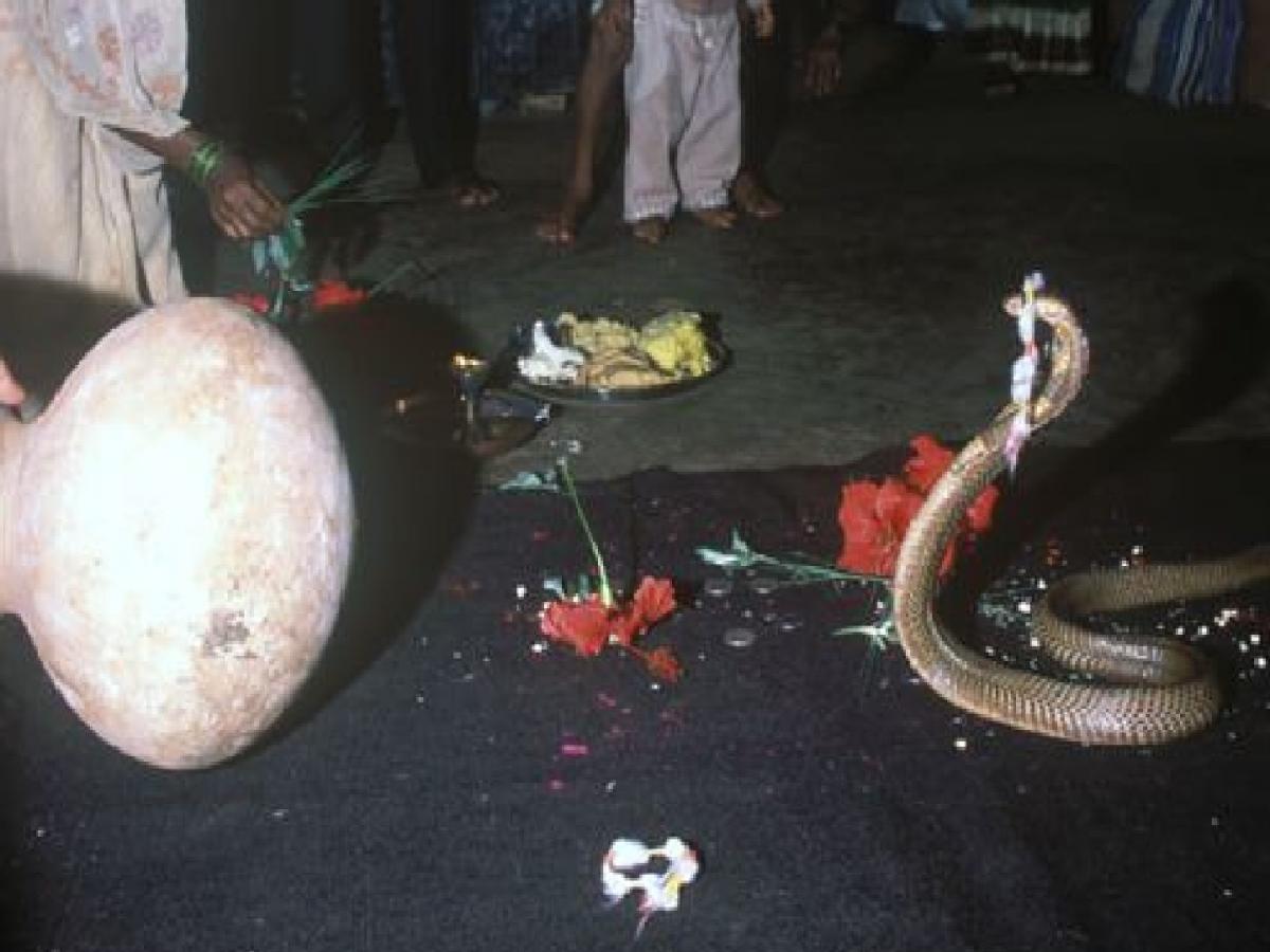 Sangli News: नागपंचमीदिवशी शिराळ्याला जाताय? त्याआधी वाचा ही बातमी ...