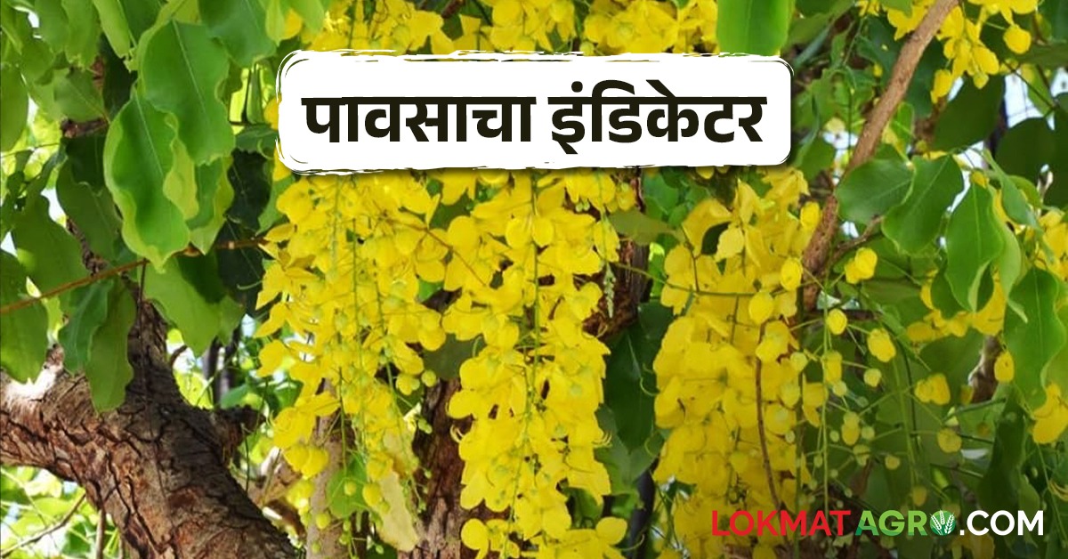 Rain Indicator Tree हे झाड देतं पावसाच्या आगमनाचे संकेत | Rain ...