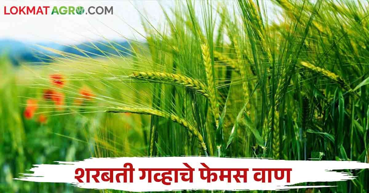 Sharbati Gahu : शरबती गहू पेरायचाय? हे आहेत टॉप फाईव्ह वाण वाचा सविस्तर ...