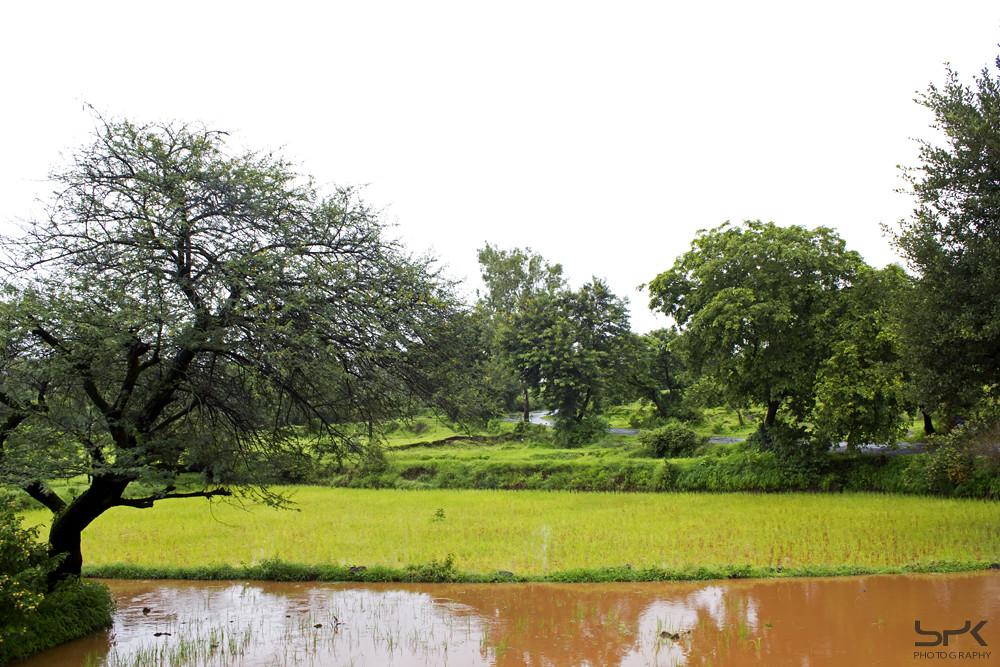 ‘श्रावण मासी हर्ष मानसी, हिरवळ दाटे चोहीकडे..’ - Marathi News ...