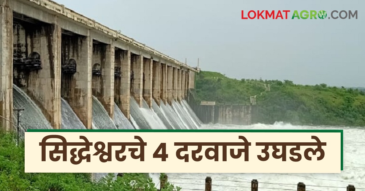 latest news Siddheshwar Dam Water Release: Siddheshwar Dam opened ...