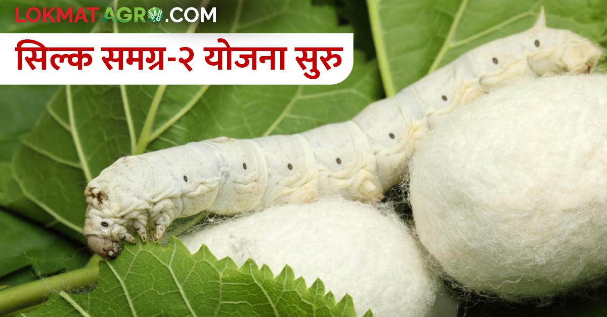 रेशीम उद्योगाच्या विकासासाठी सिल्क समग्र-२ योजनेला मान्यता | Approval ...