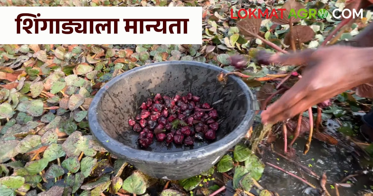 Singada Crop : शिंगाडा पिकास फळे व भाजीपाला संवर्गातील कृषि पीक म्हणून ...