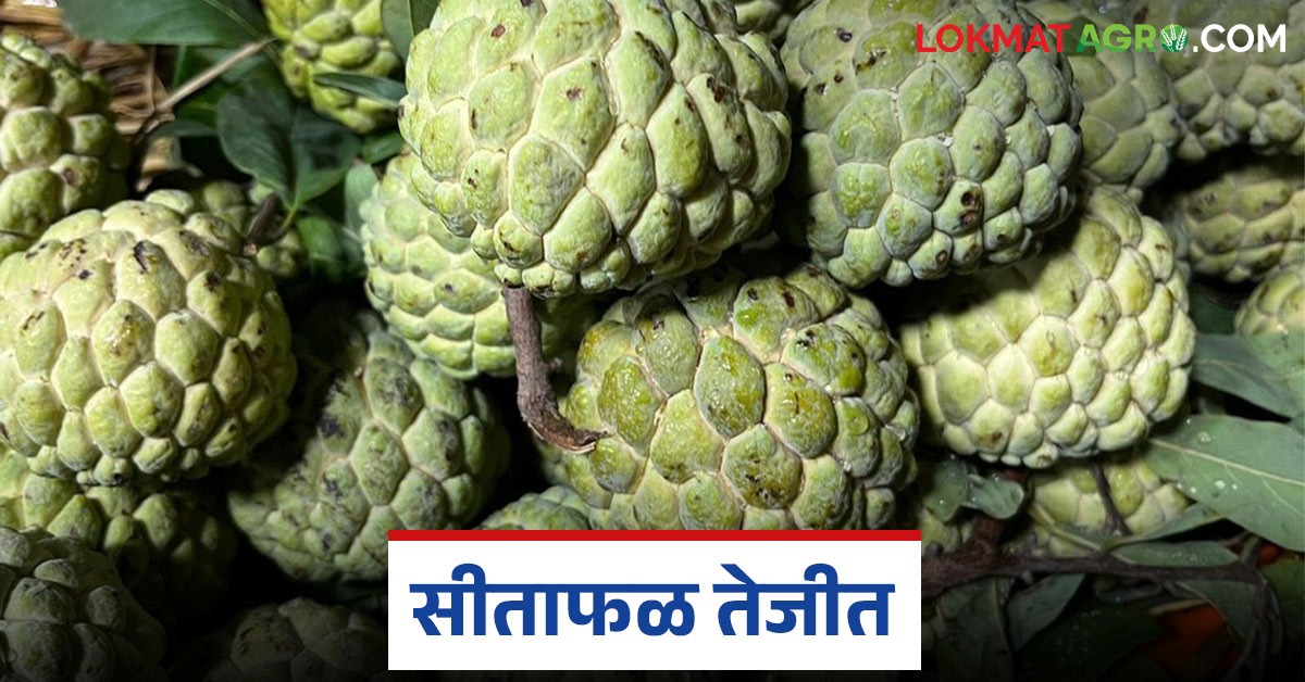 Sitafal Bajar Bhav : पुणे बाजारात सीताफळाला मिळाला उच्चांकी भाव; कसा ...