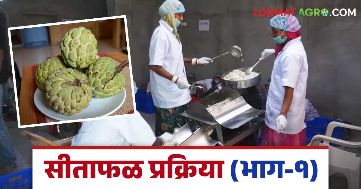 Sitafal Pulp : सीताफळापासून कसा तयार केला जातो पल्प? जाणून घेऊया ...
