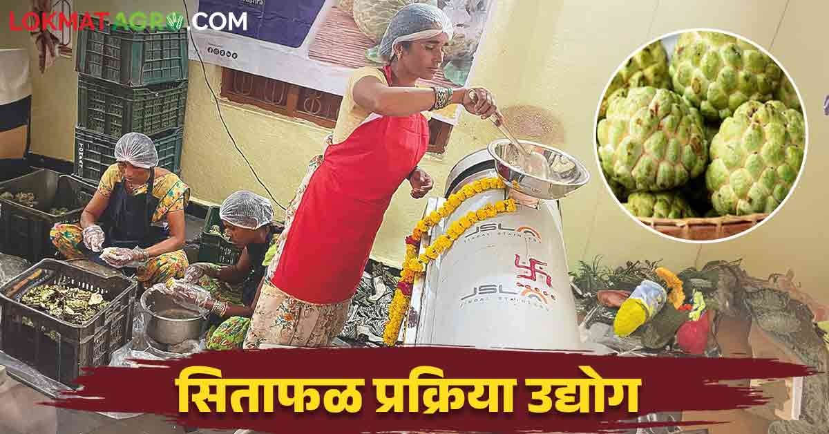 Custard Apple Pulp Making read in details