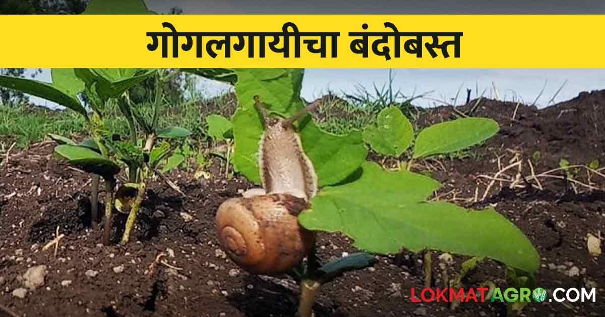 Shankhi Gogalgai खरीप पिकातील शंखी गोगलगायीच्या नियंत्रणाचे सोपे उपाय ...