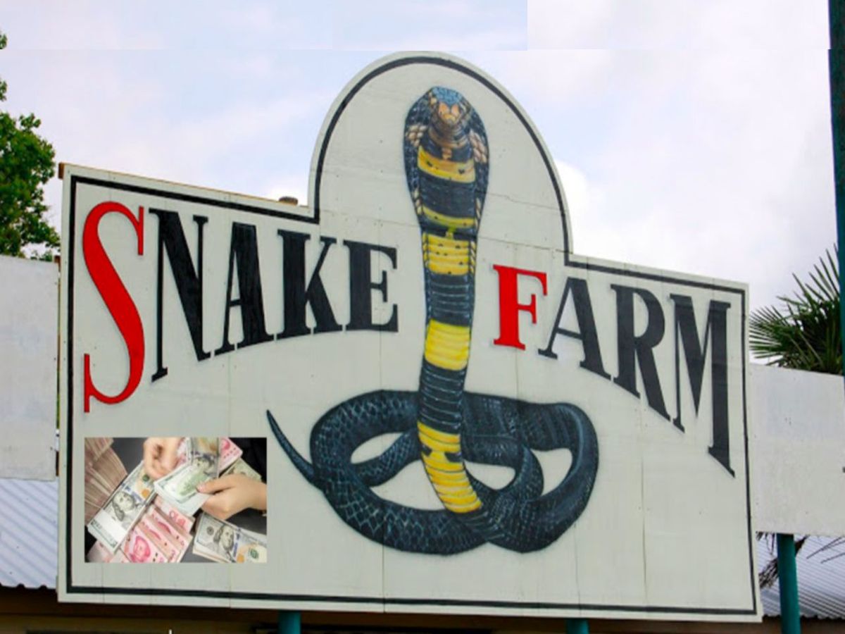 Snake Farming: या गावातील लोक सगळ सोडून सापांची शेती करतात, प्रत्येकजण ...