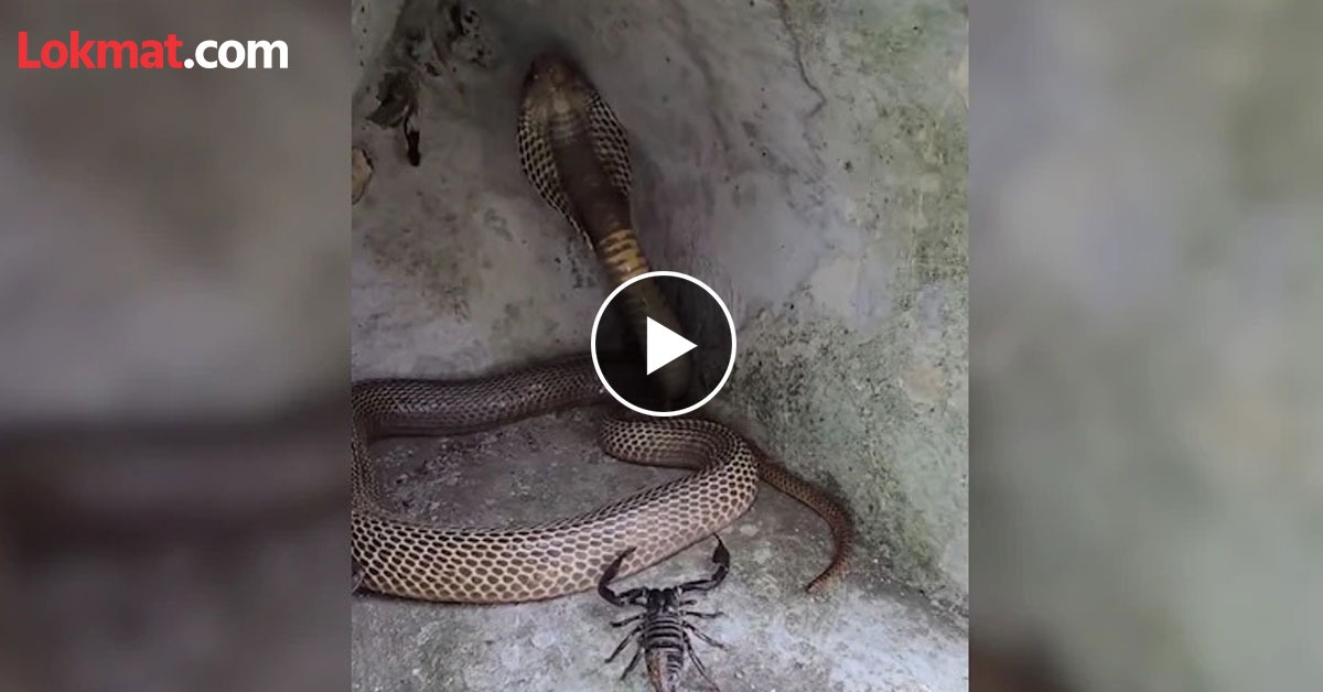 VIDEO : विंचवाशी पंगा घेत होता ७ फूट लांब कोब्रा, पण झालं असं काही ...