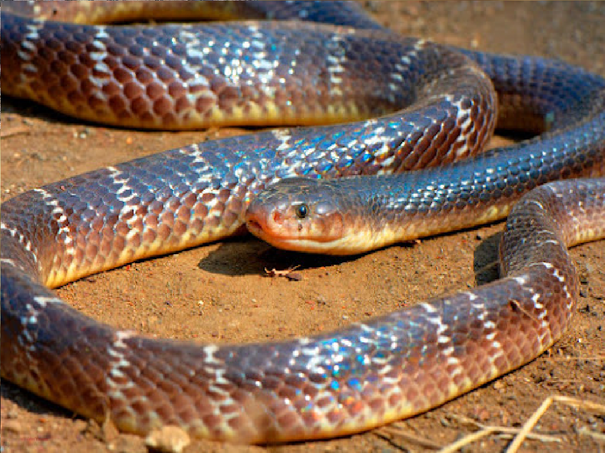 'हे' आहेत भारतातील 5 सर्वात विषारी साप, चावल्यावर क्षणात होतो मृत्यू ...