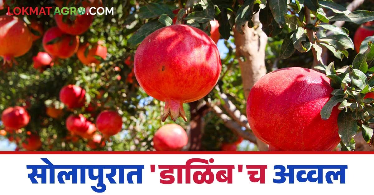 Solapur Dalimb : सोलापूर जिल्ह्यात फळबागांचा आकडा पोहोचला एक लाख ...