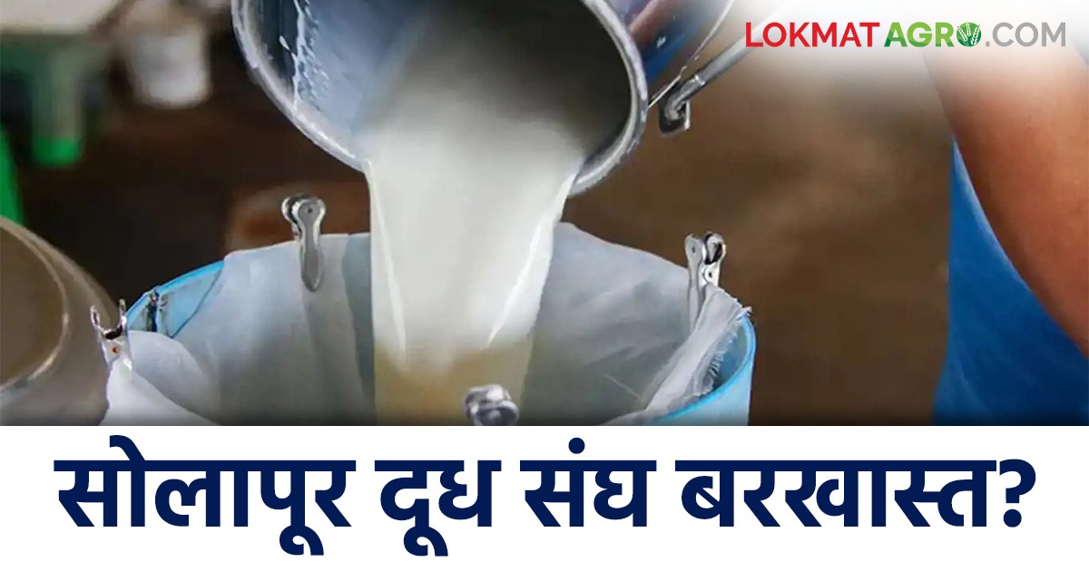 सोलापूर दूध संघ संचालक मंडळ बरखास्त करून एनडीडीबीकडे वर्ग होण्याची शक्यता | Solapur Milk ...