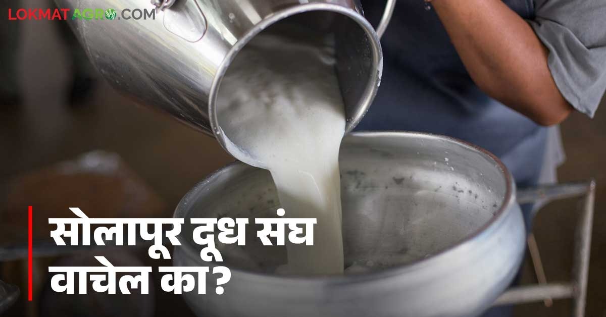 Solpaur Dudh Sangh : सोलापूरचा दूध संघ वाचविण्यासाठी एनडीडीबीचा पुढाकार ...