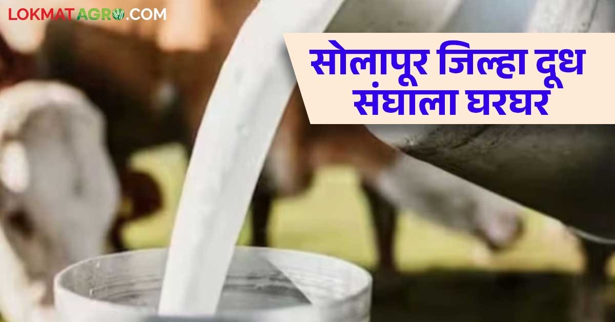Solapur Dudh Sangh : राज्यातील नामांकित सोलापूर जिल्हा दूध संघ बंद पडण्याच्या मार्गावर; काय आहे ...