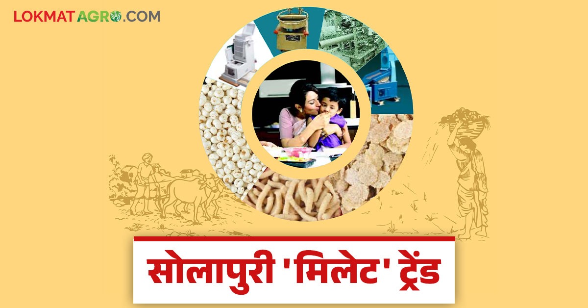 Solapur Millet : सोलापुरचा 'मिलेट' ट्रेंड, शेतकऱ्यांच्या ज्वारी अन् बाजरीचा वाढला रुबाब; वाचा ...