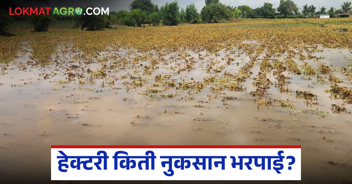 Pik Nuksan Bharpai : पिकांसाठी भरपूर खर्च केला पण सगळा पावसाने धुऊन ...