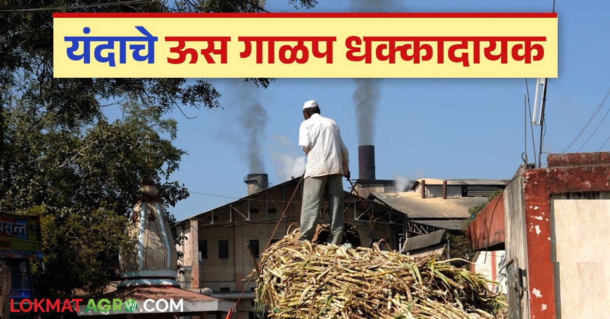 Us Galap : मागील तीन वर्षाच्या तुलनेत यंदा या जिल्ह्यांत ऊस गाळपात मोठी ...