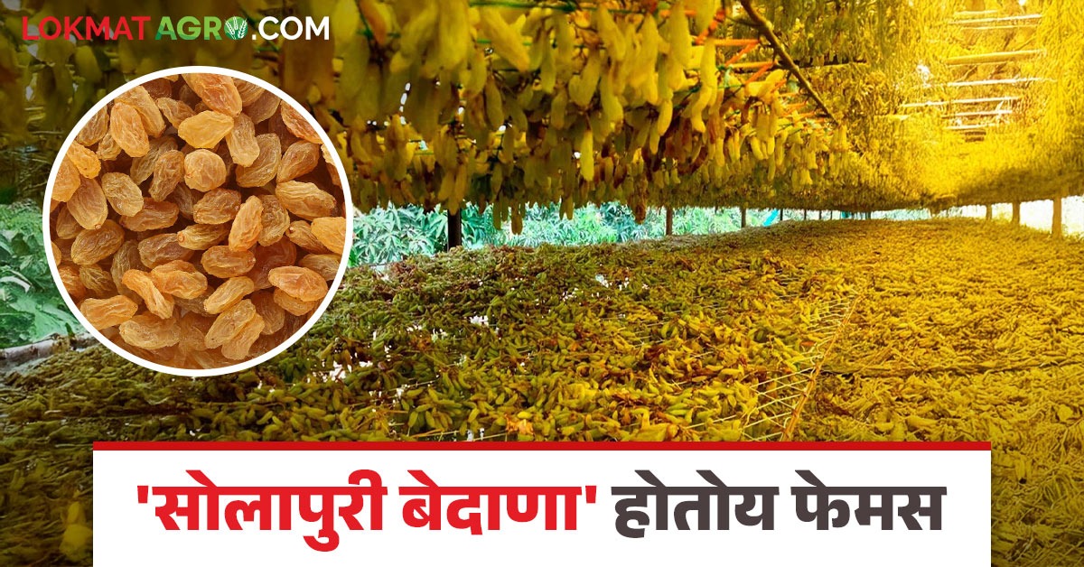 Solapur Bedana : सोलापूर जिल्ह्यातील द्राक्ष आणि बेदाण्याची परदेशातही ओळख; वाचा सविस्तर ...