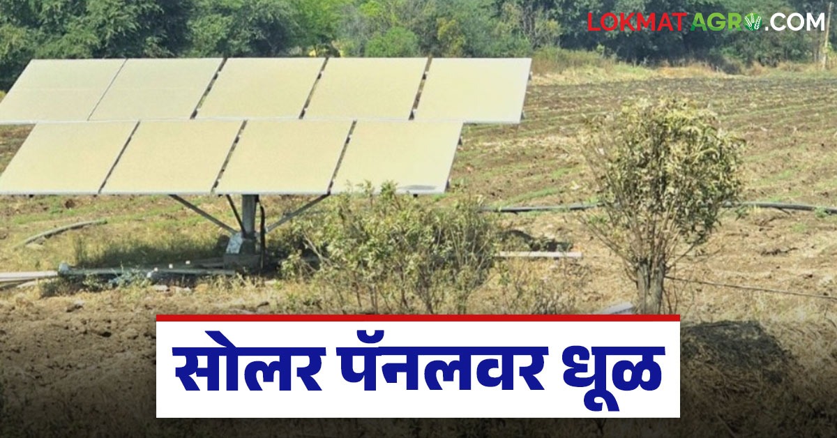 Solar Panel : सोलर पॅनलवर धूळ बसली, घाईघाईत स्वच्छ करू नका, पहिल्यांदा ...