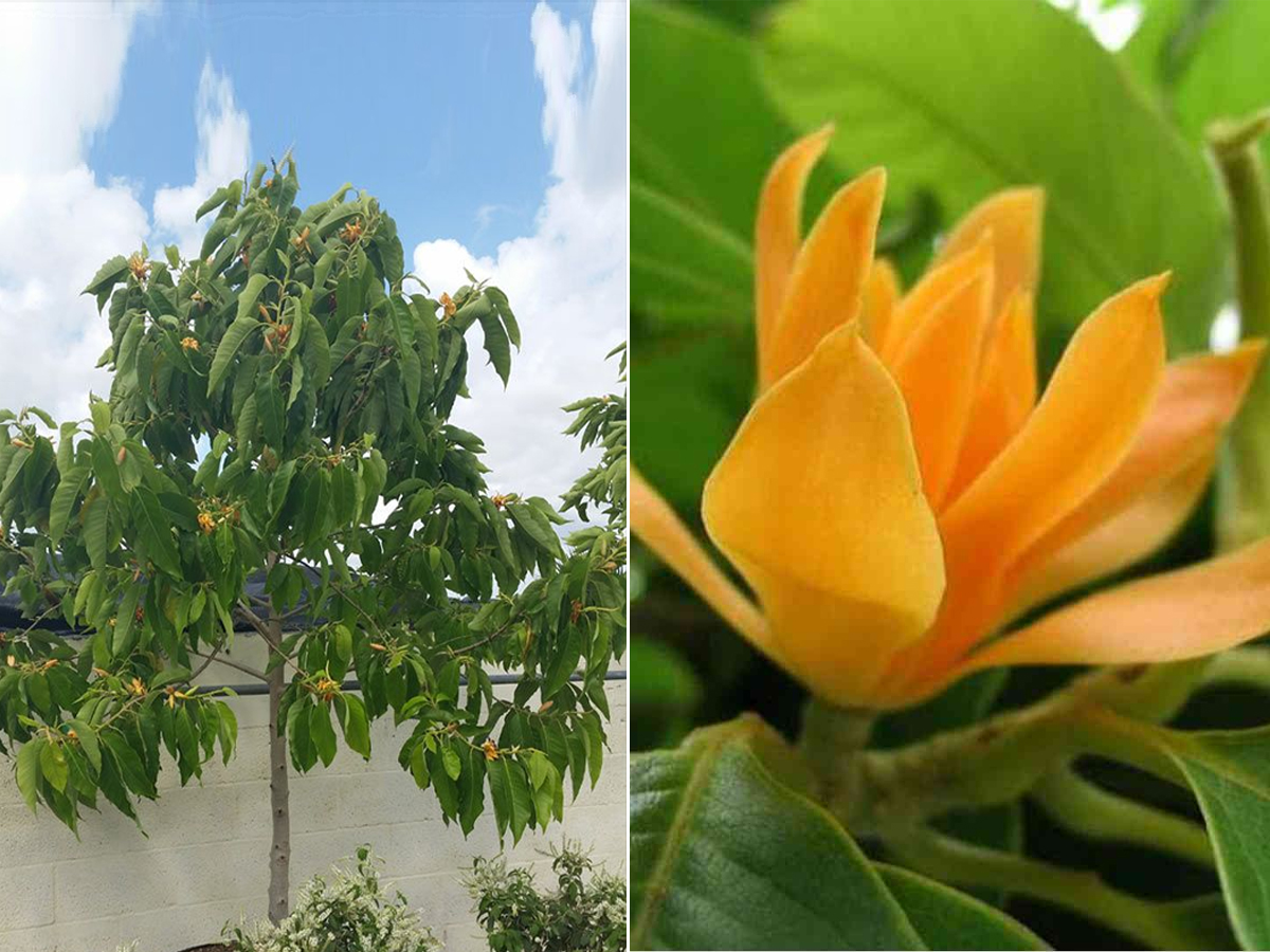 सोनचाफा फुलला... आपल्या अंगणात कसं फुलावं हे गंधवेड्या फुलांचं झाड ...