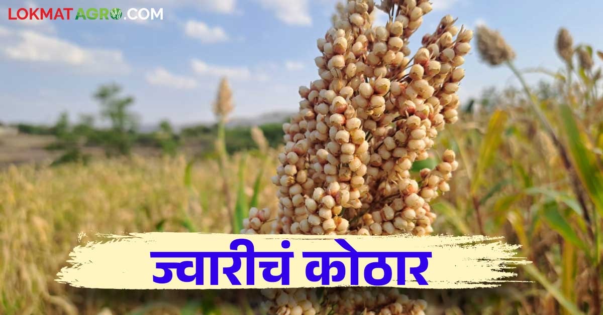Solapur Jowar : सोलापूर जिल्ह्यात ज्वारी कोठाराचा मान या तालुक्याला; ५६ ...