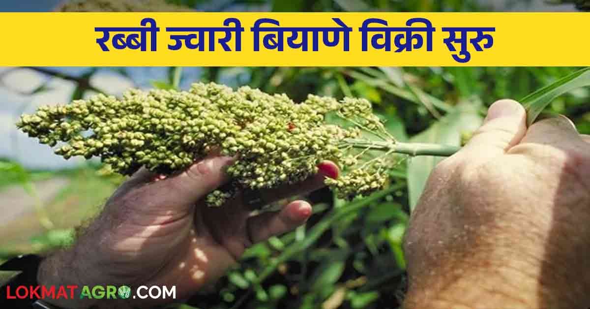 Jwari Biyane : महात्मा फुले कृषी विद्यापीठात रब्बी ज्वारी बियाणे विक्री ...