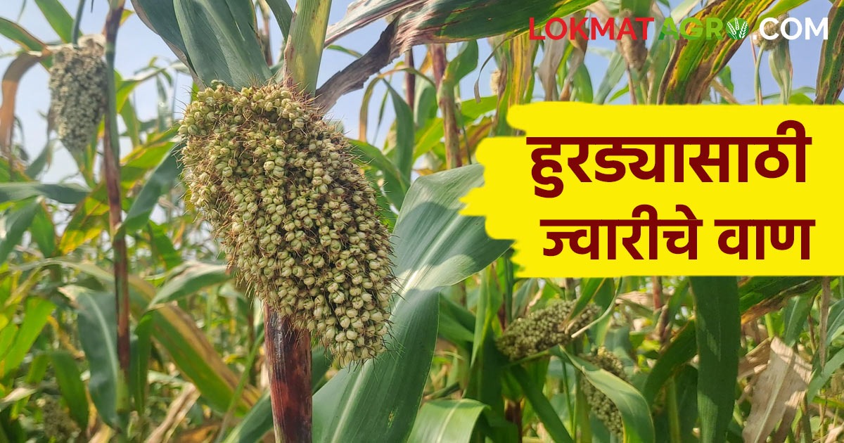 Hurada Jowar : हुरड्यासाठी ज्वारीचे प्रसिद्ध वाण कोणते? वाचा सविस्तर ...
